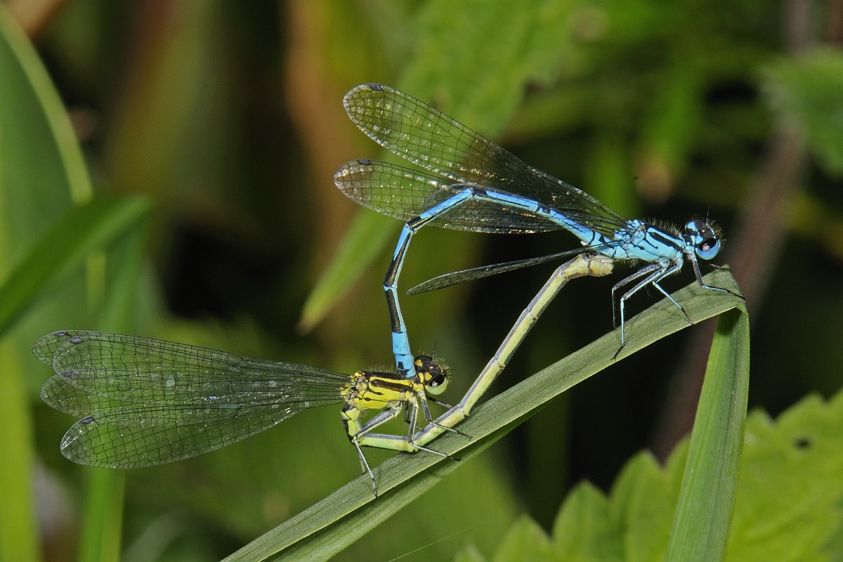 Coenagrion puella, Azure Damselfly